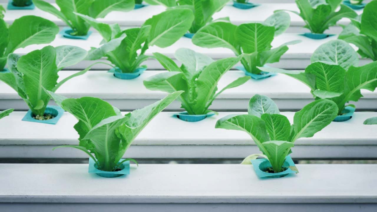 Hydroponics