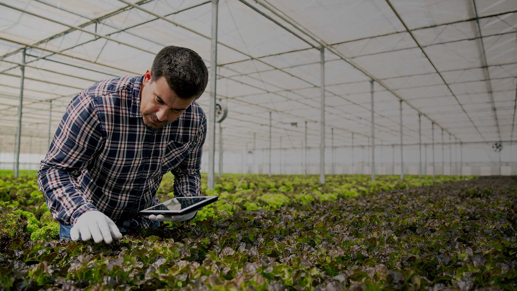 i-Plant Nutrition Software Features Learn More About Our Plant Nutrition